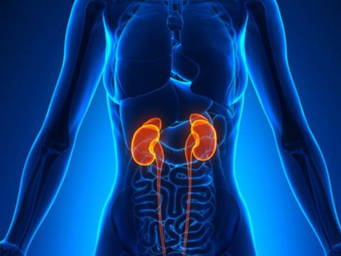 Nadnercza – ANMED Anna Gadowska